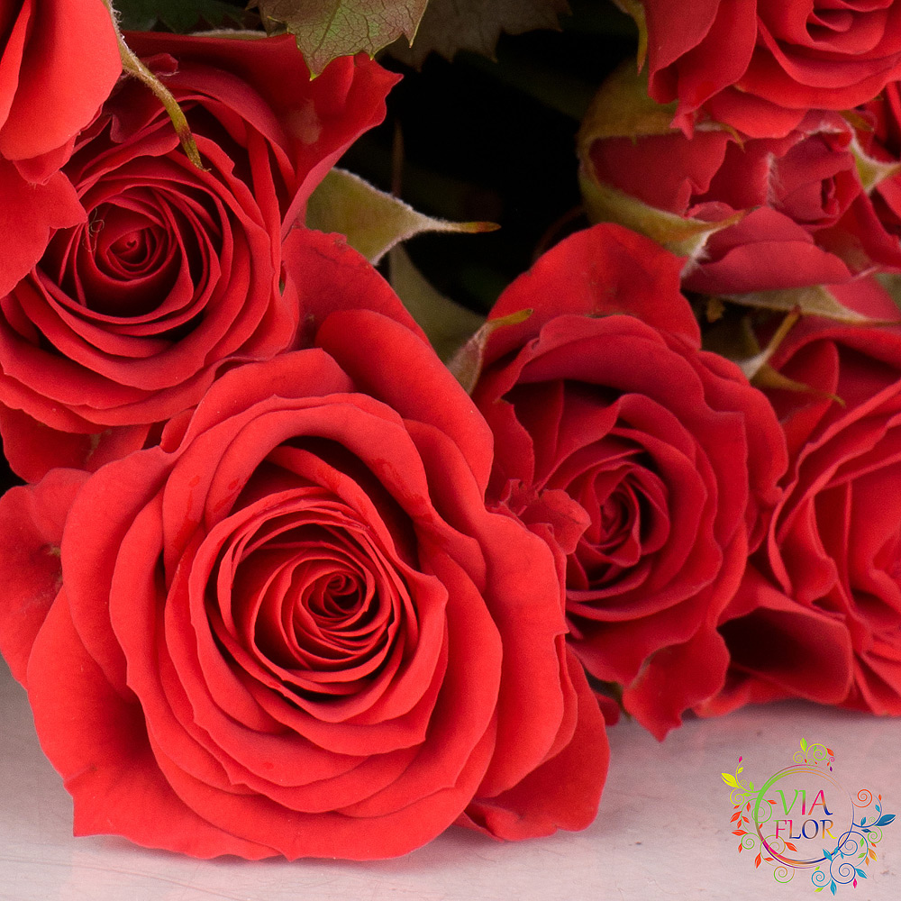 Роза Мирабель - купить с доставкой | VIAFLOR
