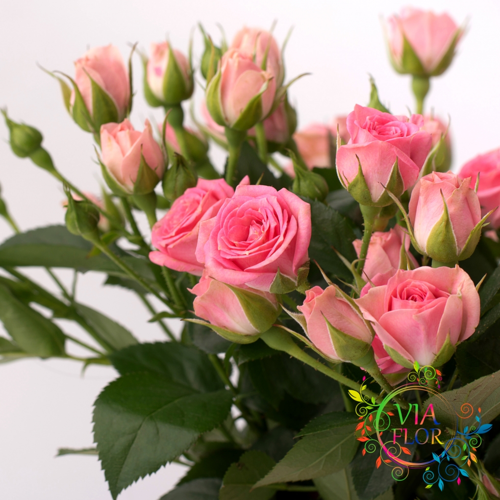 роза Грация - купить с доставкой | VIAFLOR